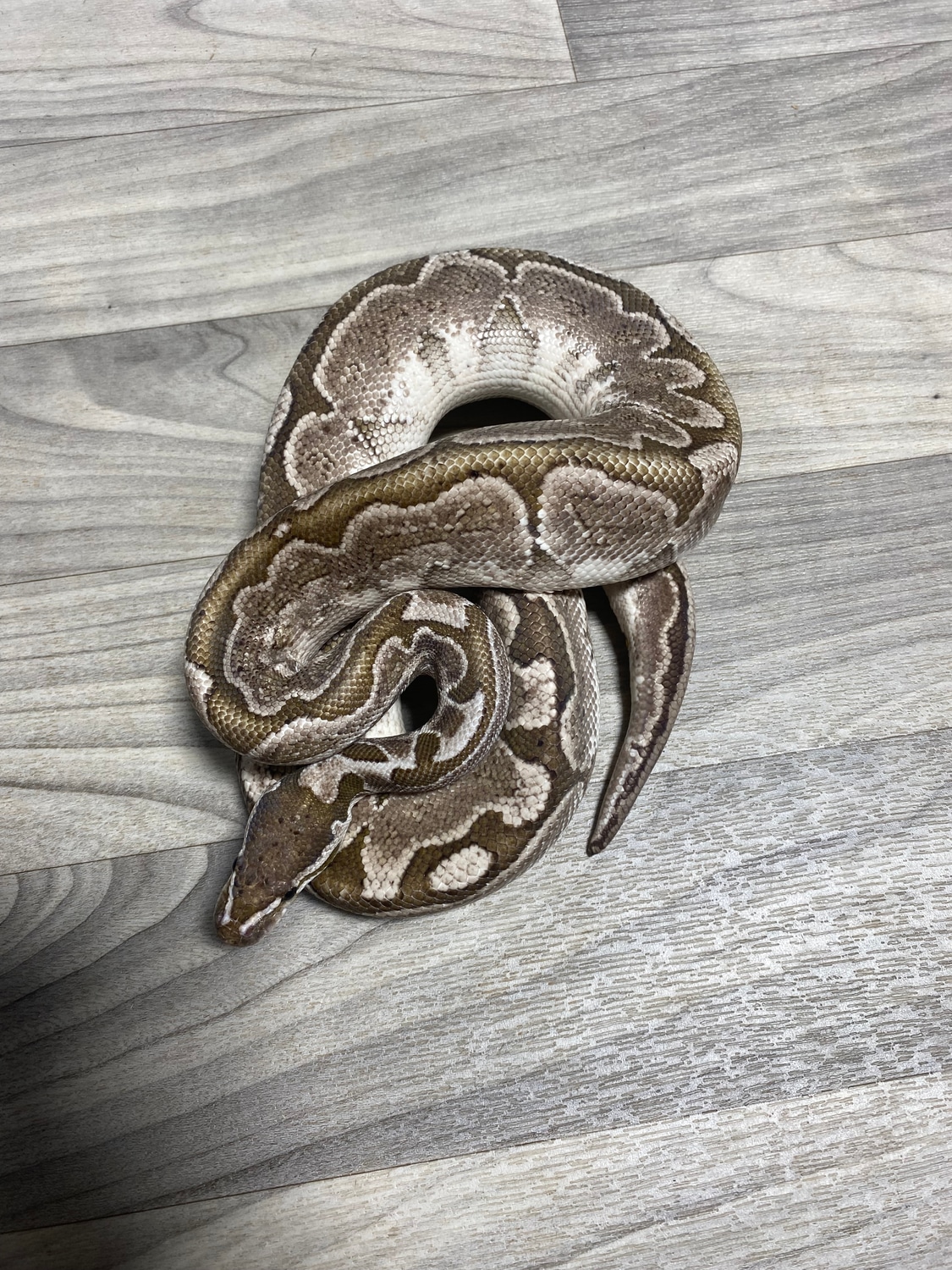 Breeder Bamboo VPI Axanthic Ball Python by Southern Roots Pythons ...