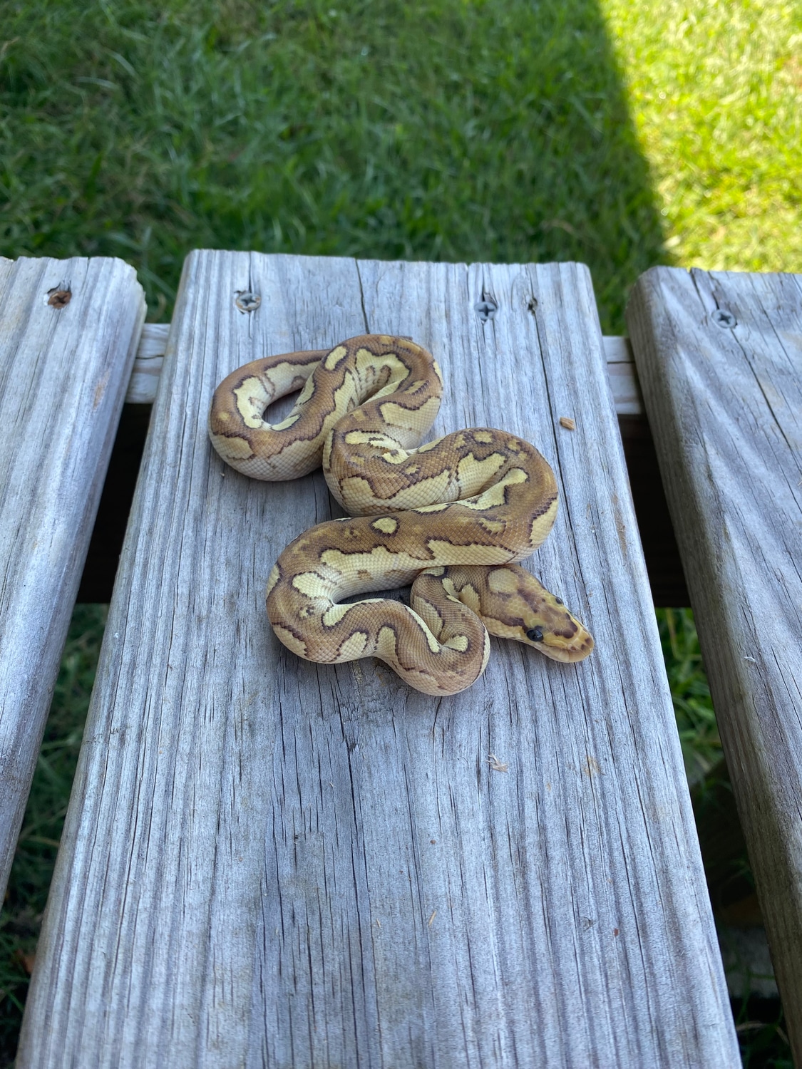 Butter Disco Clown Ball Python by Southern Roots Pythons - MorphMarket