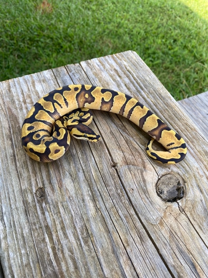 Enchi Yellowbelly Or Gravel Het Clown Ball Python by Southern Roots Pythons