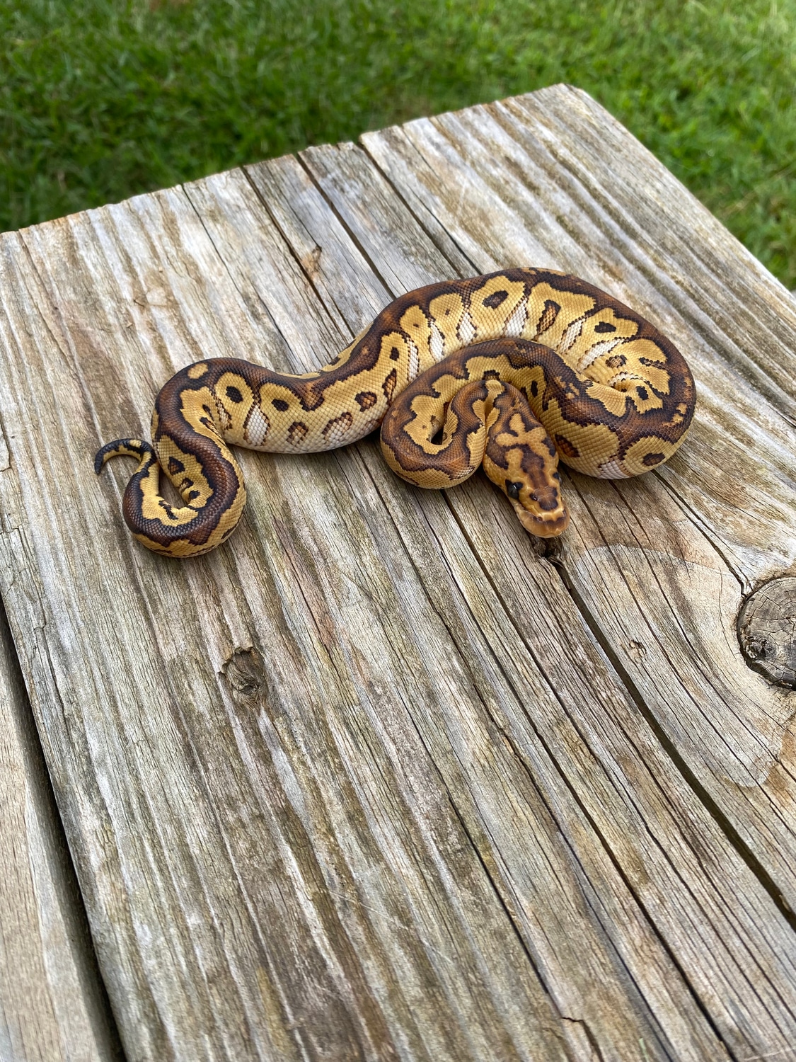 Special Clown Ball Python by Southern Roots Pythons - MorphMarket