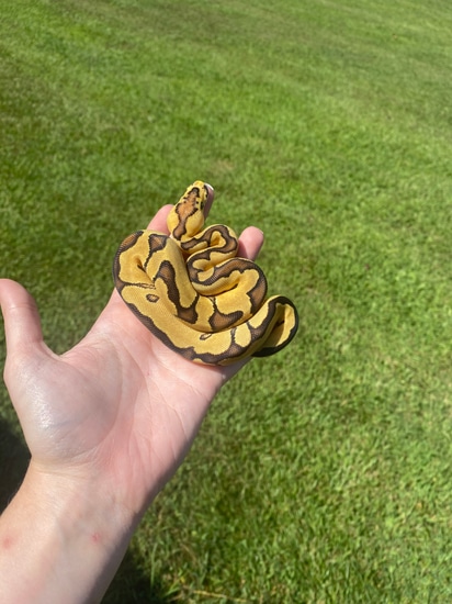 Enchi Orangedream Vanilla Or Disco Clown Ball Python By Southern Roots Pythons