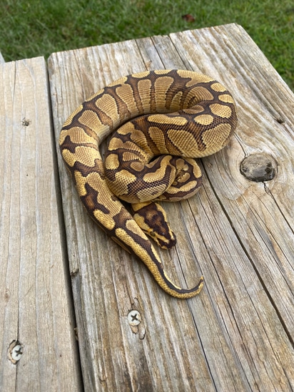 Redstripe Yellowbelly Orange Dream Het Clown Ball Python by Southern ...