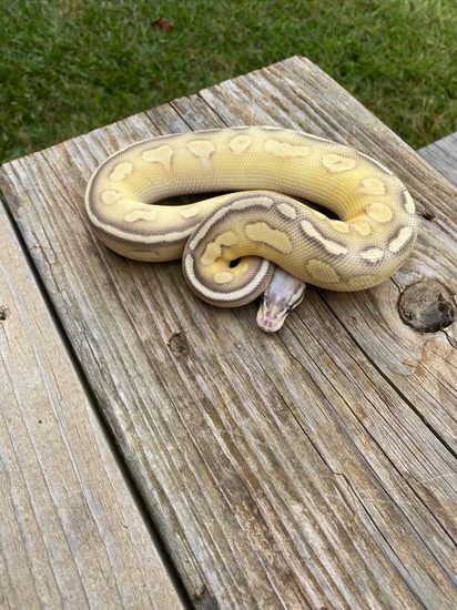 Super Pastel Lesser Bongo Het Hypo Ball Python by Southern Roots Pythons