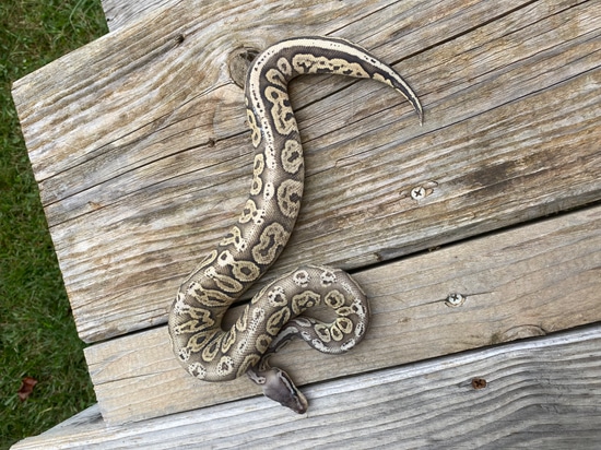 Black Pewter Hypo Ball Python by Southern Roots Pythons