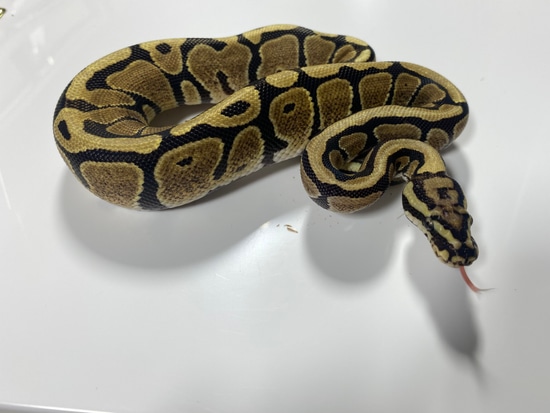 Pastel Vanilla Or Fire Het VPI Axanthic Ball Python by Southern Roots ...