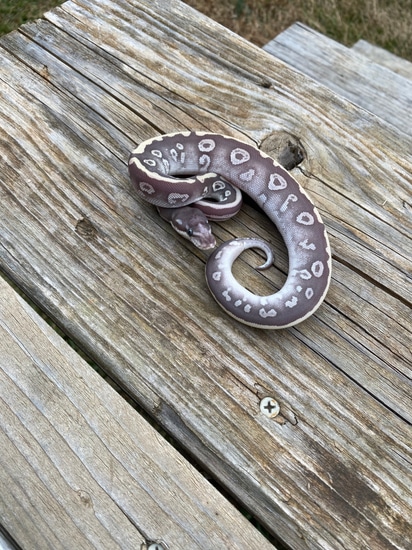 Super Mystic Scaleless Head Ball Python by Southern Roots Pythons