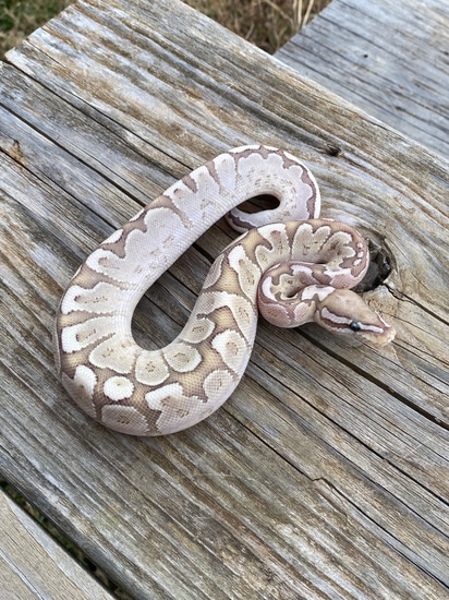 Bamboo Vanilla Or Fire Het VPI Axanthic Ball Python by Southern Roots ...