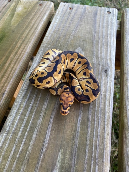 Yellowbelly Clown Ball Python by Southern Roots Pythons