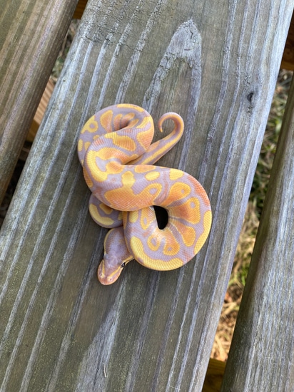 Banana Yellowbelly Het Pied Ball Python by Southern Roots Pythons