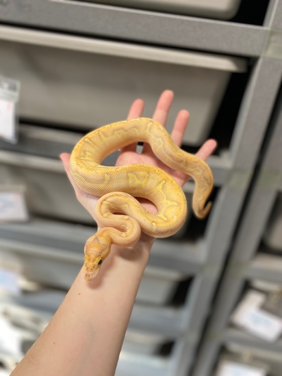 Highway Clown Ball Python by Southern Roots Pythons