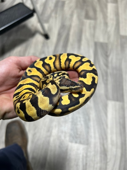 Pastel Gravel Or Yellowbelly Het Pied Het Clown Ball Python by Southern ...