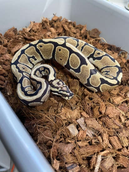 Vanilla Fire Het VPI Axanthic Ball Python by Southern Roots Pythons