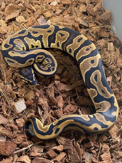 Leopard Yellowbelly Het Pied Ball Python by Southern Roots Pythons