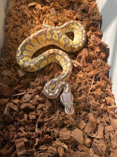 Pastel Butter Cypress Hypo Ball Python by Southern Roots Pythons