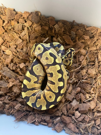 Spotnose Fire Orangedream Yellowbelly Het Clown Ball Python by Southern ...