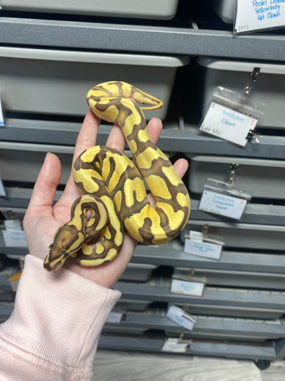 Enchi Fire Yellowbelly Het Clown Ball Python by Southern Roots Pythons