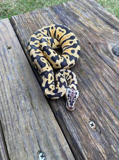 Pastel Cryptic Het Hypo Het Clown Ball Python by Southern Roots Pythons