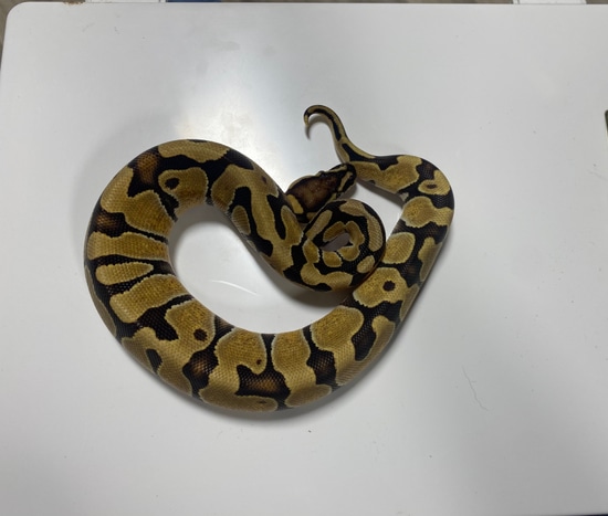 Enchi Yellowbelly Or Gravel Het Clown Ball Python by Southern Roots Pythons