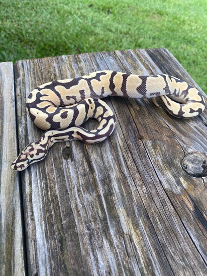 Spotnose Fire Enchi Poss Orange Dream Het Clown Ball Python by Southern ...