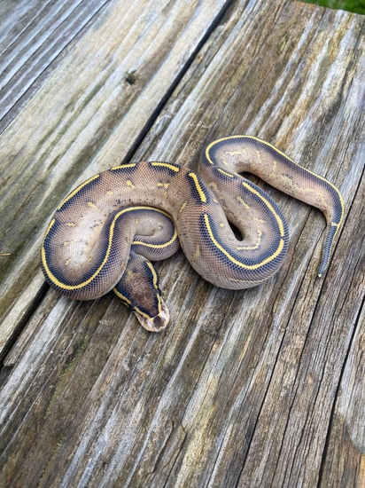 Highway Ball Python by Southern Roots Pythons