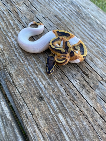 Yellowbelly Pied Ball Python by Southern Roots Pythons