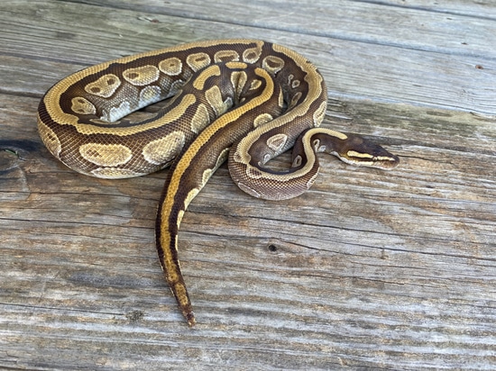Yellowbelly Mocha Ball Python by Southern Roots Pythons