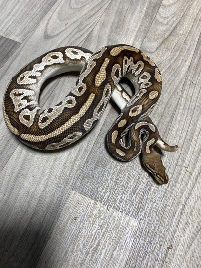 Orangedream Mojave Poss Het Pied Ball Python by Southern Roots Pythons