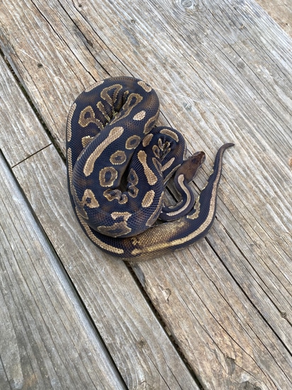 Blackpastel Yellowbelly 975g Ball Python by Southern Roots Pythons