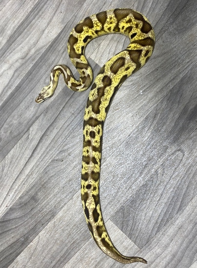 Firefly Leopard Het Ghost/hypo Ball Python by Southern Roots Pythons