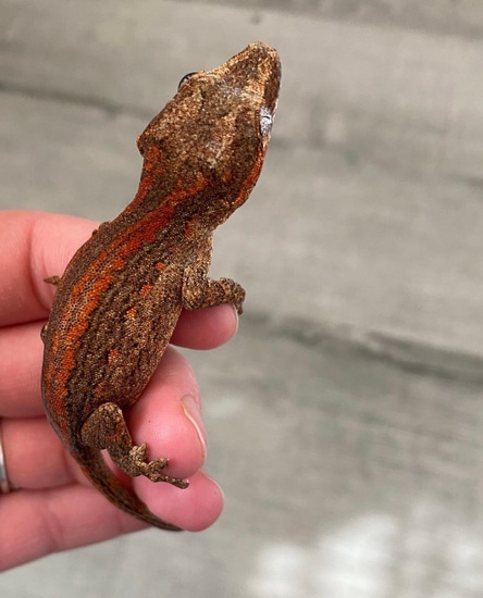 Red Striped Female Gargoyle Gecko by Socal Cresties