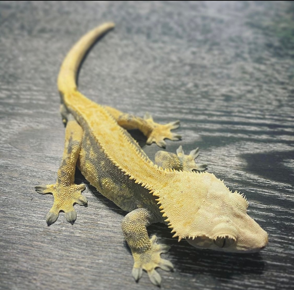 Adult Male Crested Gecko by Socal Cresties - MorphMarket