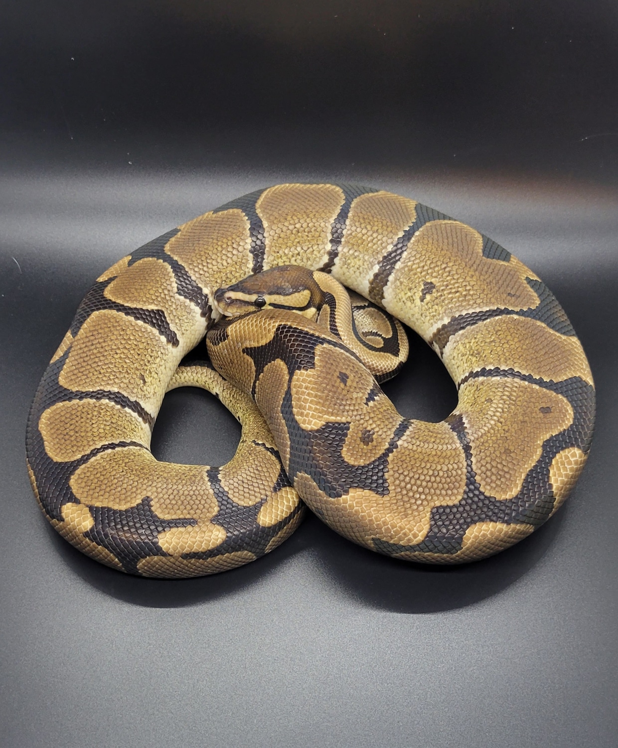 Super Blade Ball Python by Britt's Beauties - MorphMarket