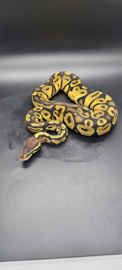 Lemon Pastel Ball Python by Britt's Beauties