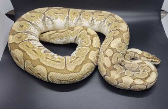 Spider Lesser Ball Python by Britt's Beauties