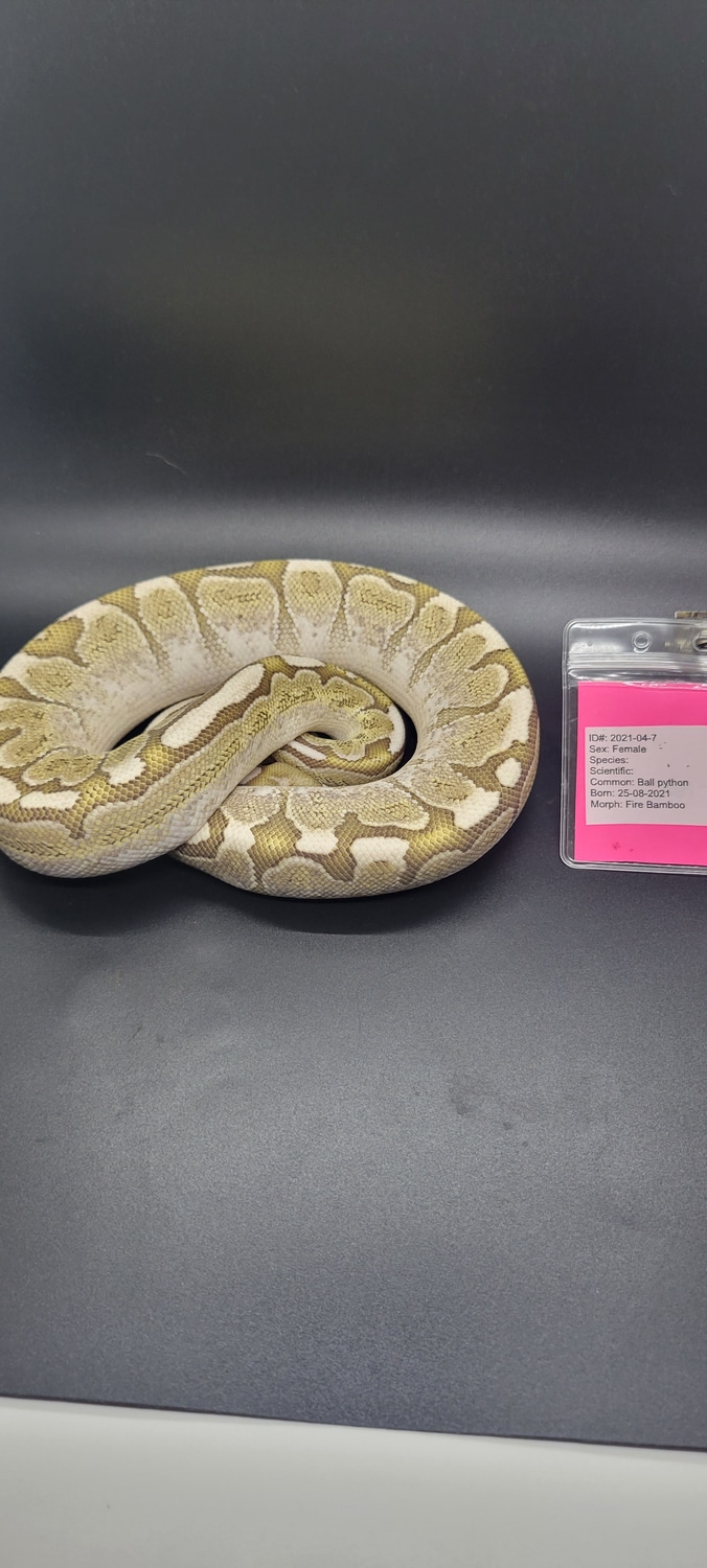 Fire Bamboo Ball Python by Britt's Beauties - MorphMarket