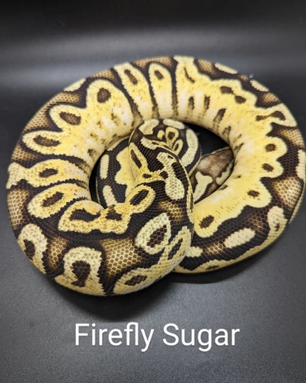 Firefly Sugar Ball Python by Britt's Beauties