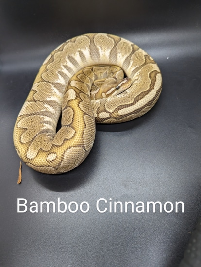 Cinnamon Bamboo Ball Python by Britt's Beauties