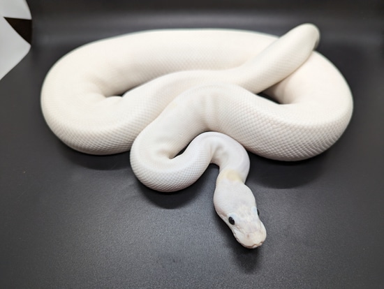 Super Fire Poss Lemon Pastel Ball Python by Britt's Beauties