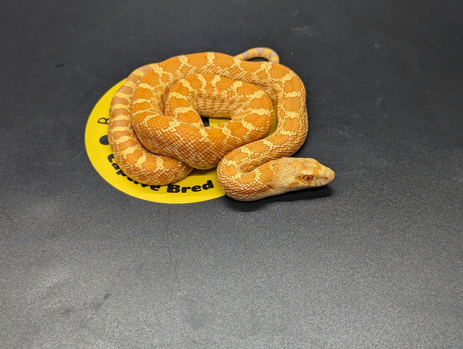 Albino Double Het Trumbower Hypo Whiteside Bullsnake by Britt's ...