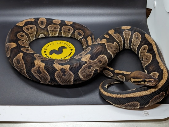 Sable Ball Python by Britt's Beauties