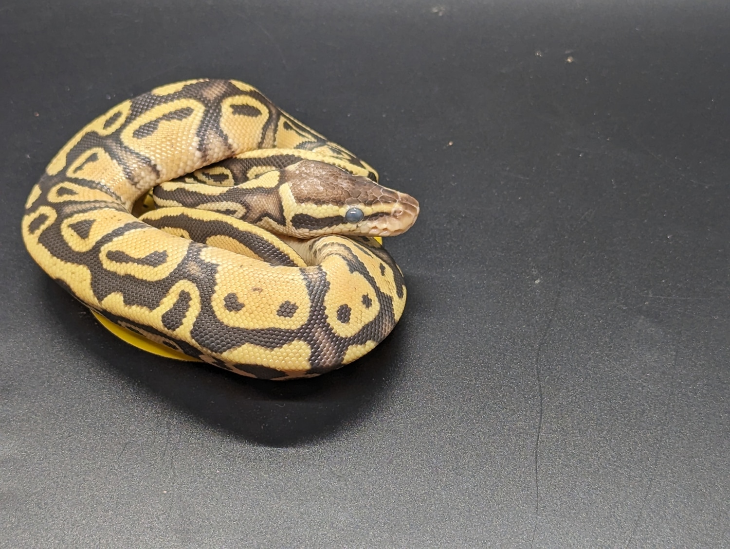 Lemon Pastel Fire Ball Python by Britt's Beauties - MorphMarket