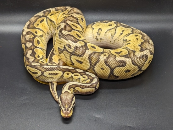 Super Pastel Special Specter 50% Het Pied Ball Python by Britt's Beauties