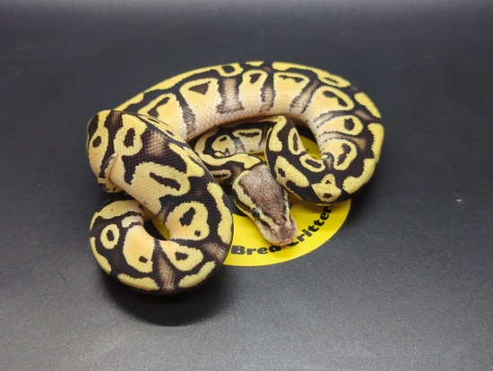 Lemon Pastel Fire Ball Python by Britt's Beauties
