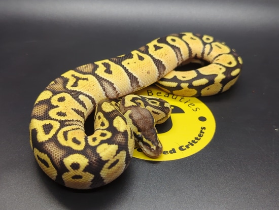 Lemon Pastel Fire Ball Python by Britt's Beauties