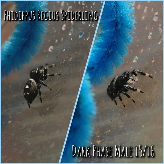 Phidippus Regius Spiderlings Dark Phase Jumping Spider by Phidippus ...