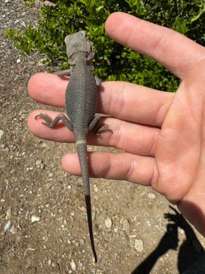Hypo Translucent Zero Bearded Dragon Central Bearded Dragon by Ark Reptiles