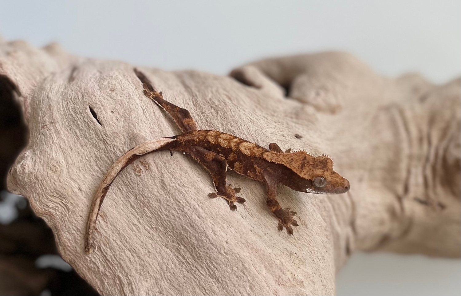 Bi-Color Crested Gecko by Black Diamond Geckos - MorphMarket