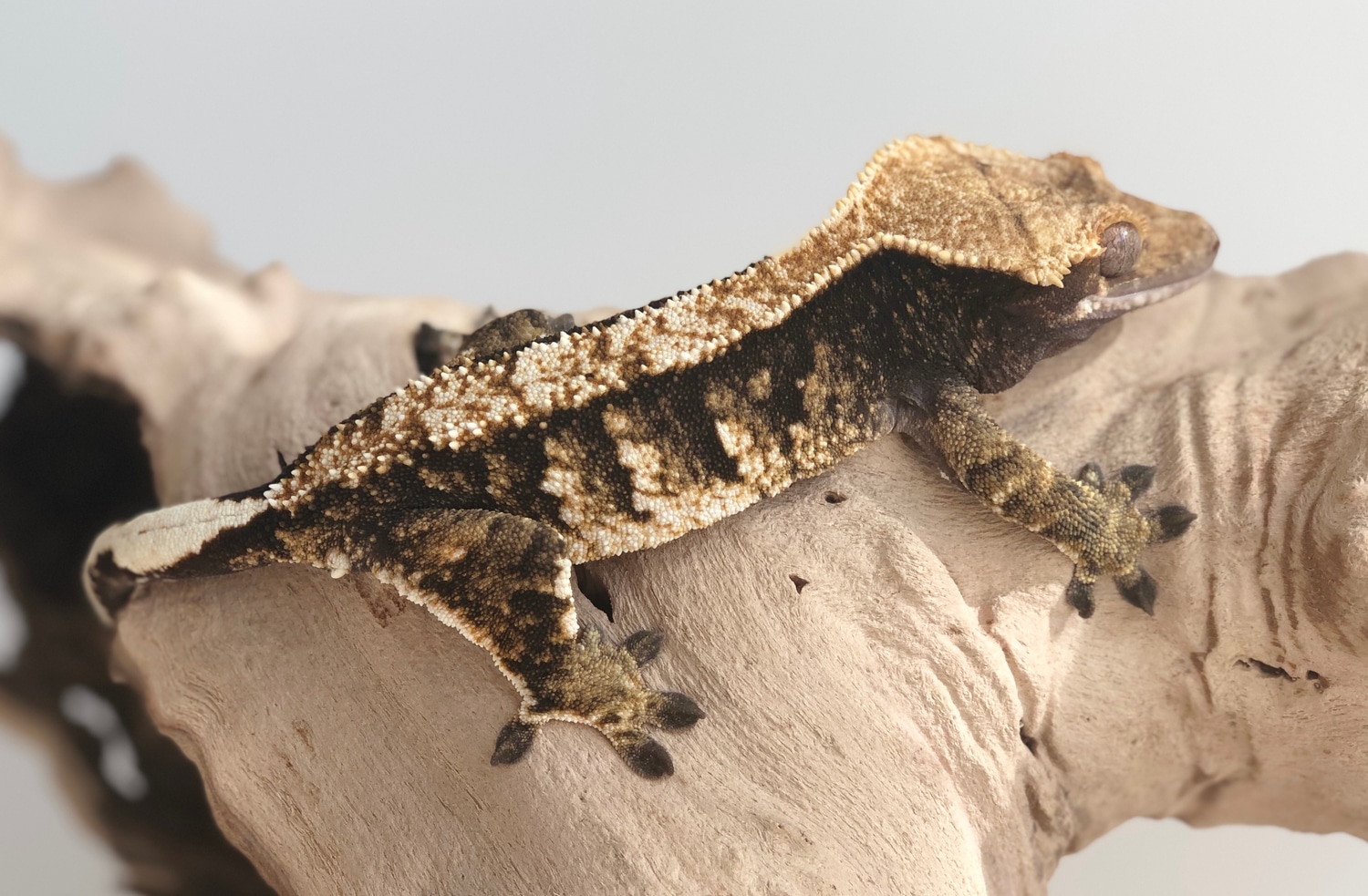 Tri-Color Proven Female Crested Gecko by Black Diamond Geckos - MorphMarket
