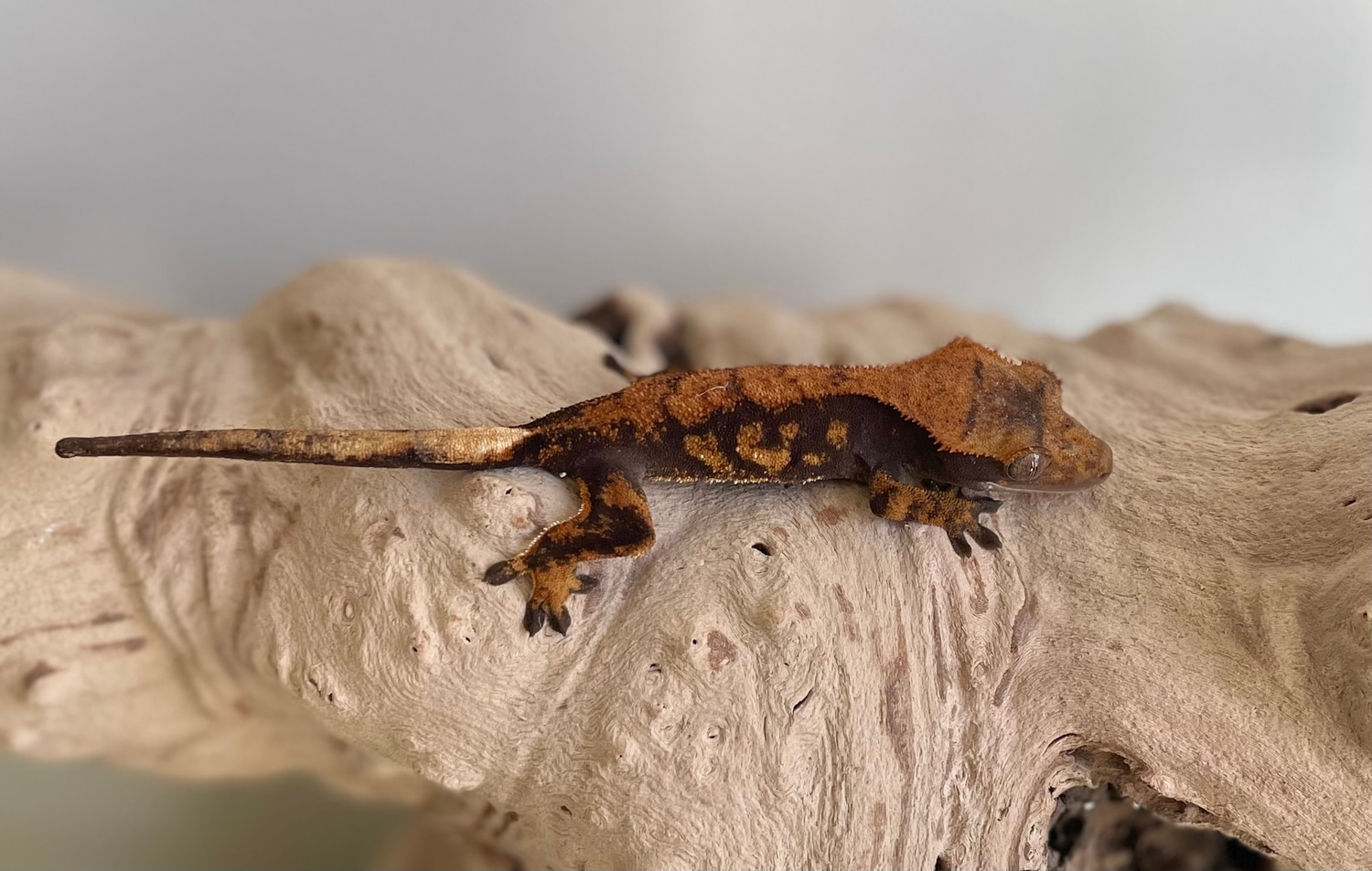 Halloween Crested Gecko by Black Diamond Geckos - MorphMarket