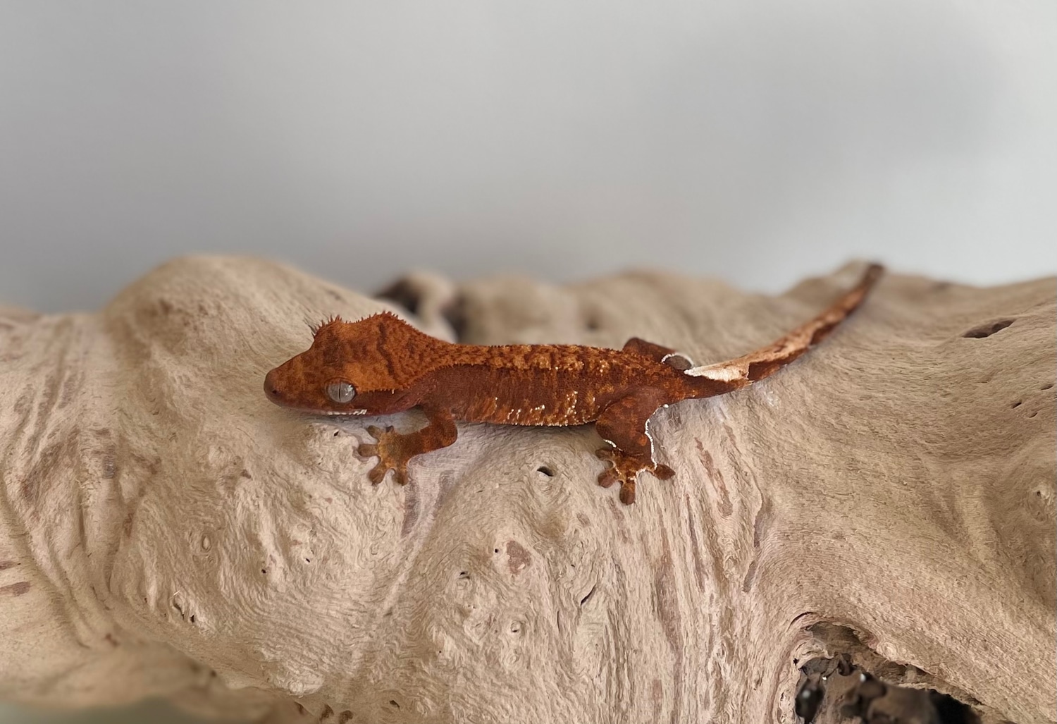 Red Porthole Crested Gecko by Black Diamond Geckos - MorphMarket